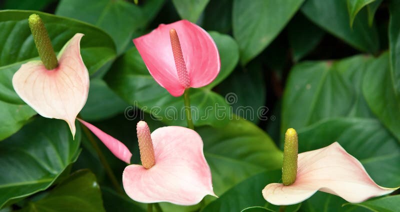 Four Flowers stock photo. Image of plants, flower, green - 10609604