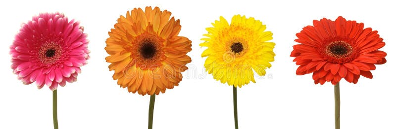 Flowers love stock photo. Image of admiration, happy, nature - 3955660