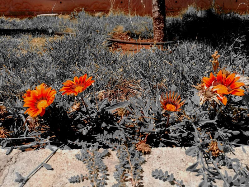 Four flowers stock image. Image of green, flowers, four - 97378989