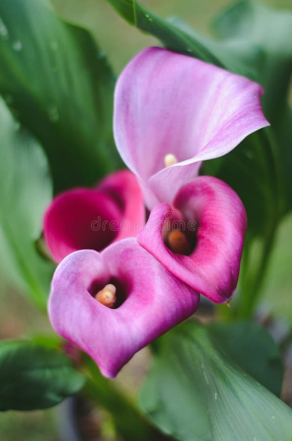 Calla Purple Flower. Top View. Stock Photo - Image of bloom, bright ...