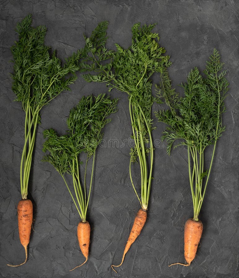 Four Fresh Carrots with Greens on Dark Grey Backgroud Stock Image ...