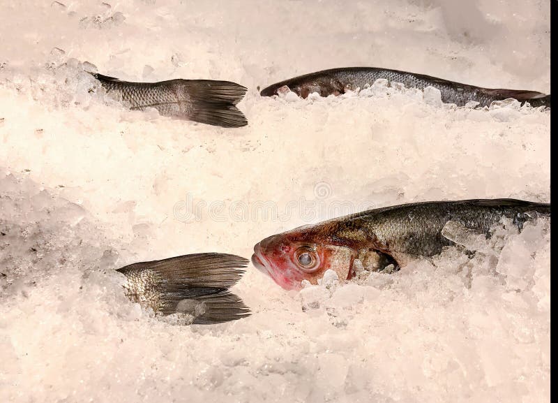 Four Fresh fish on ice stock photo. Image of freshness - 332993850
