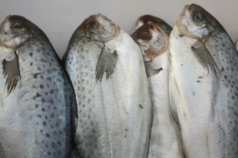 Four Fresh fishes stock image. Image of dinner, dead - 13054609