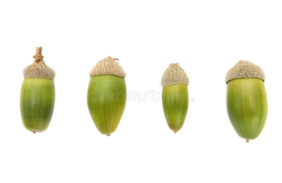 Four fresh green acorns stock photo. Image of color, objects - 17131046