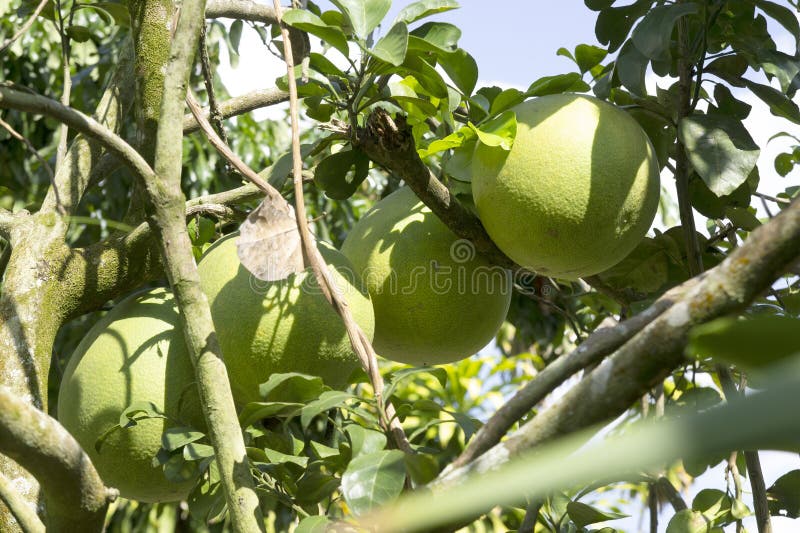 Four Fresh Pomelos on the Pomelo Tree. Stock Image - Image of nature ...