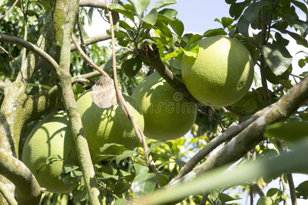 Four Fresh Pomelos on the Pomelo Tree. Stock Image - Image of nature ...