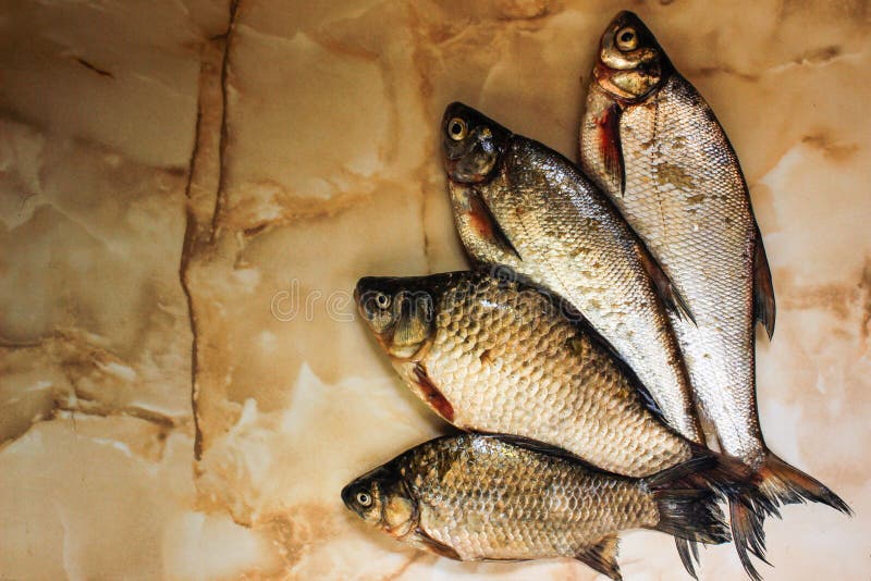 Four fresh raw fish stock photo. Image of animal, tail - 97836478