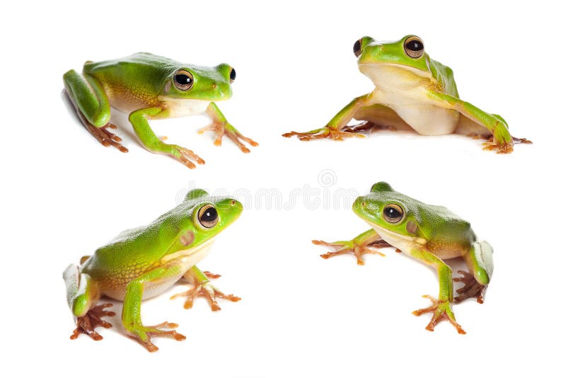 Four frogs on white stock photo. Image of sitting, cute - 12993638