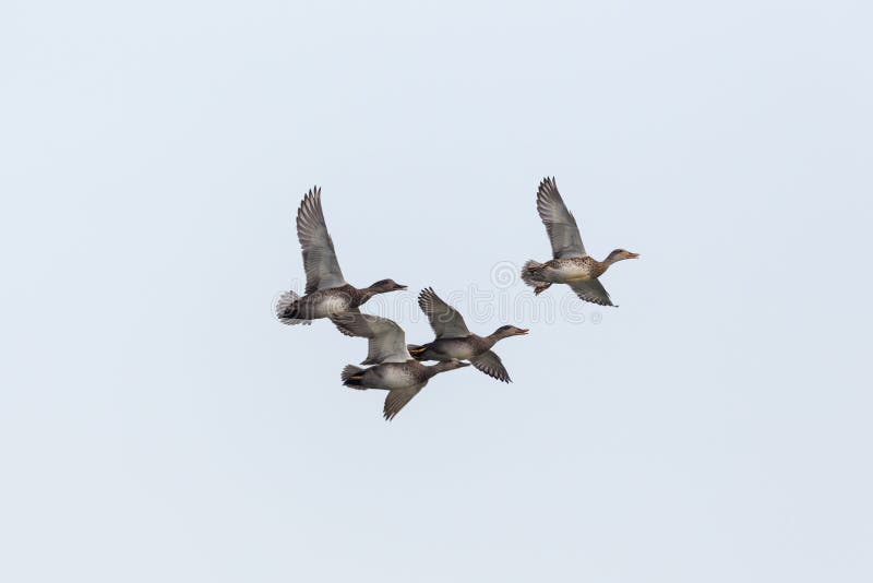Four Gadwall Ducks Anas Strepera in Flight, Spread Wings Stock Photo ...