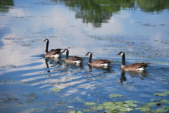 Four geese stock image. Image of animals, geese, wing - 8335689