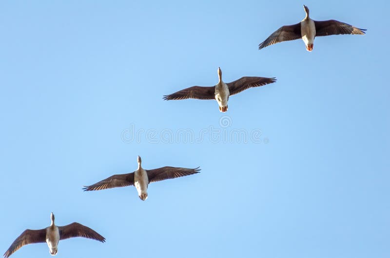 The Geese are Flying on Spring Day in the Sky Stock Photo - Image of ...