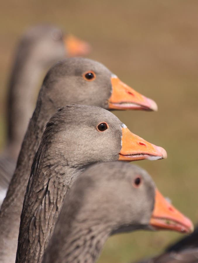 Four Geese Queuing Up for Food Stock Photo - Image of poultry, garden ...