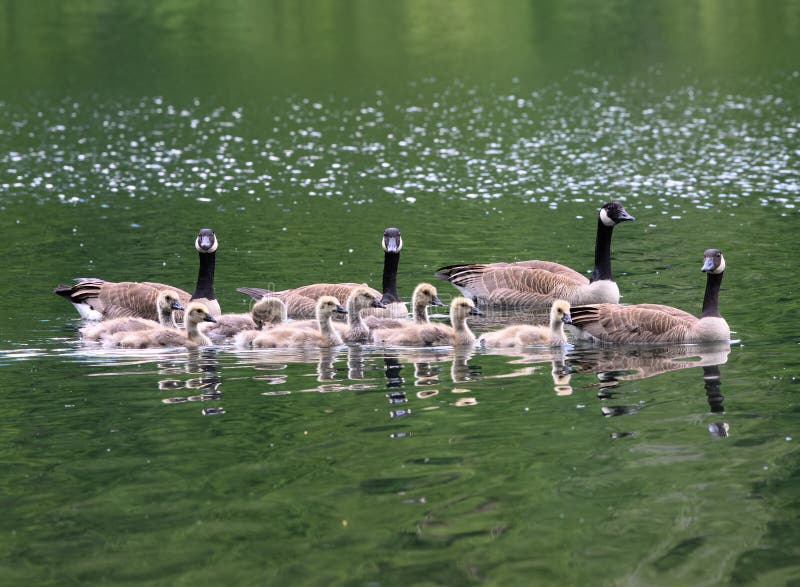 Four Geese and Their Goslings Stock Photo - Image of goslings, water ...