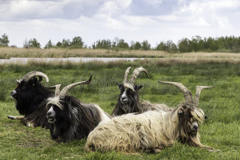 Feral Goats in Hawaii stock image. Image of invasive - 64684839