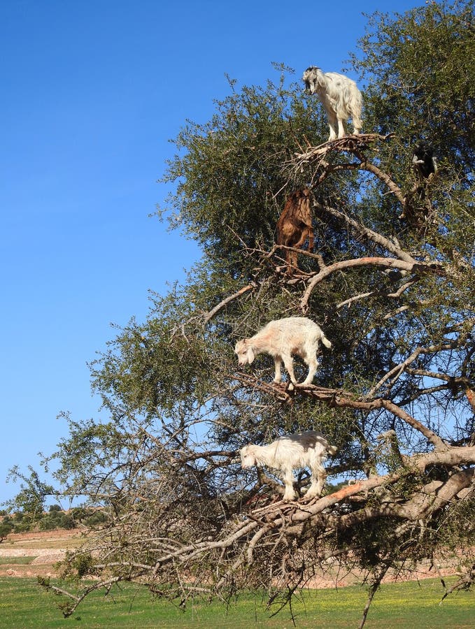 Four Goats Perched in a Tree in Marrakesh Stock Image - Image of goats ...