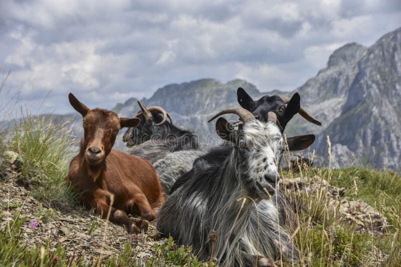 Goats on the mountain stock image. Image of bovine, horn - 269529917
