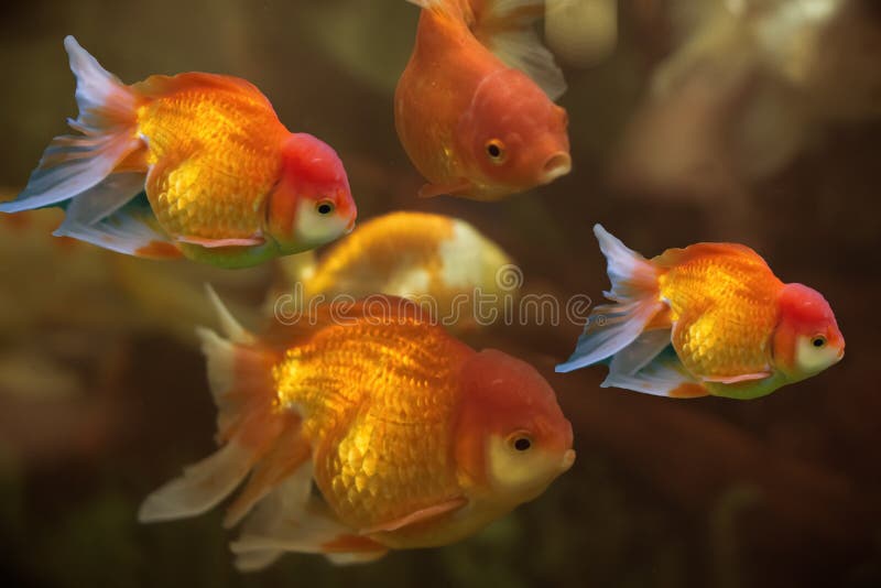 Golden fish in aquarium stock photo. Image of animal - 192256280