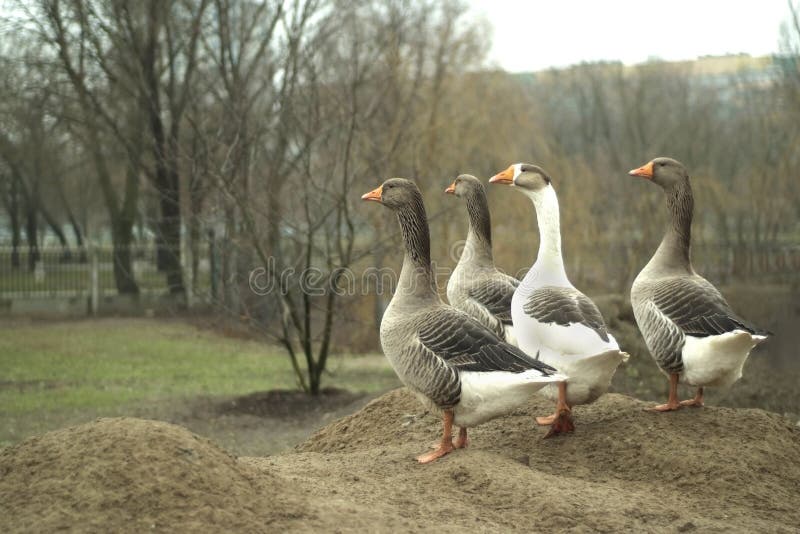 Four geese on meadow stock photo. Image of feather, livestock - 19480068