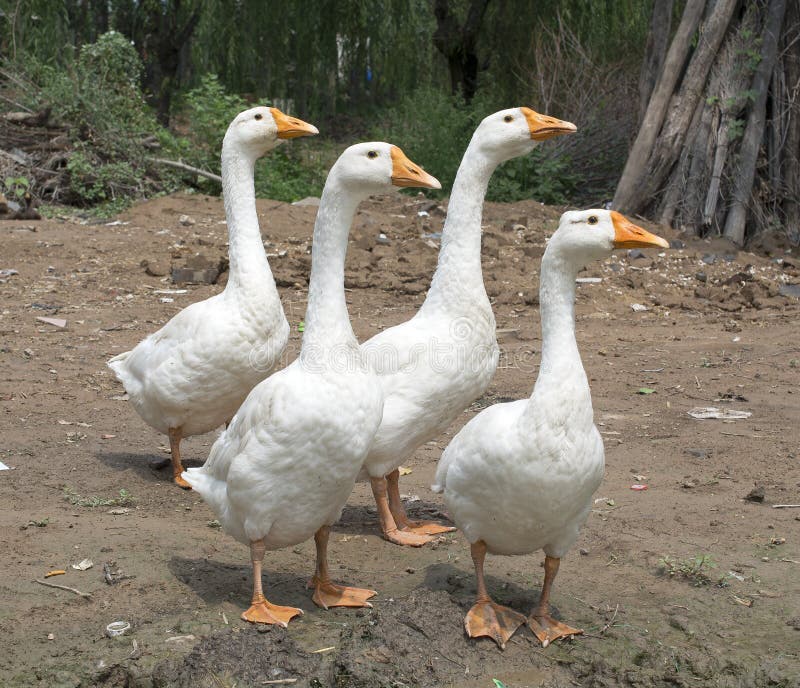 Four Gooses stock image. Image of gaggle, anserine, domestic - 56830963