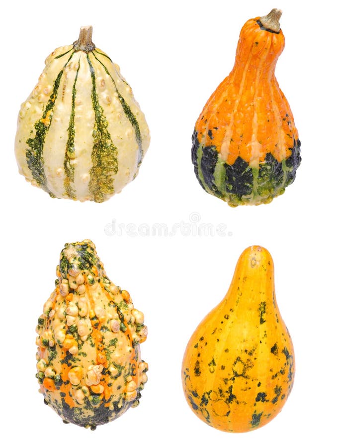 Gourds stock photo. Image of beauty, gourd, papillary - 22461450