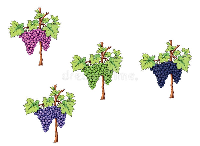 Four Grape Vines Showing Different Stages of Ripeness Growing on White ...