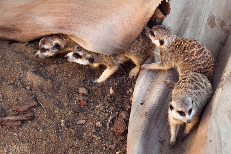 Four Gray Ferrets Picture. Image: 116504801