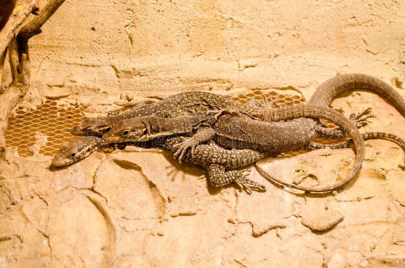 Four Lizards Sunbathing on Stones by Seven Lake in Armenia Stock Image ...