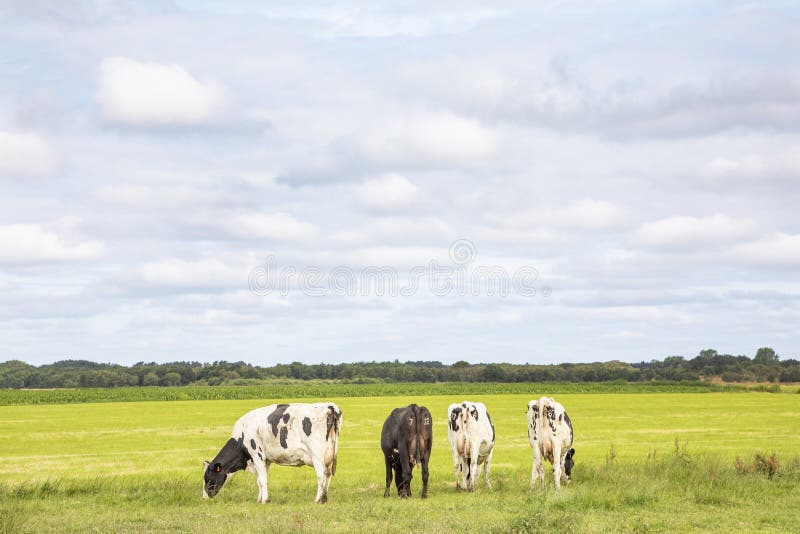 Four Grazing Cows in a Field, Cattle in a Meadow in the Morning Light ...