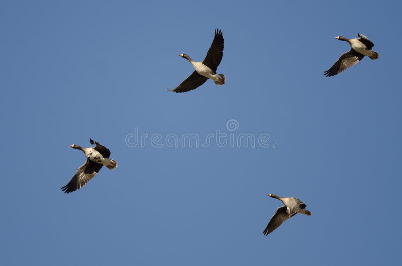 Four Greater White-Fronted Geese Flying in a Blue Sky Stock Image ...