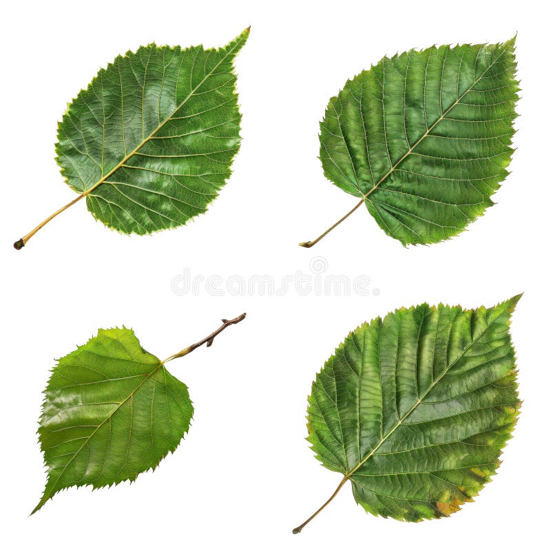 Four Green Leaves with Veins and Serrations Stock Illustration ...