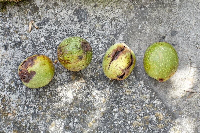 Green Nuts on a Concrete Background. Stock Photo - Image of healthy ...