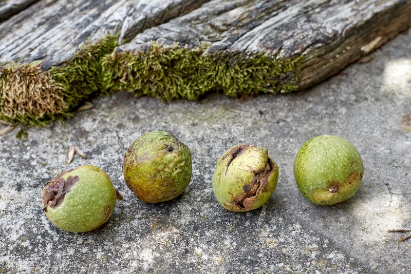 Green Nuts on a Concrete Background. Stock Photo - Image of unripe ...