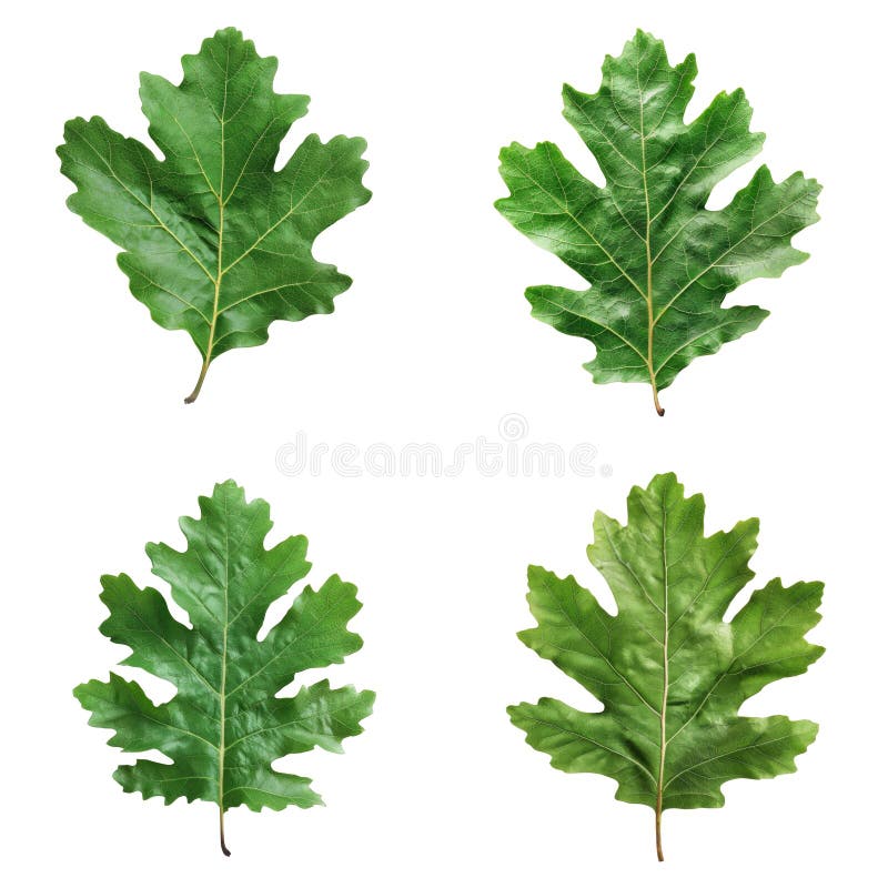 Four Green Oak Leaves stock image. Illustration of biology - 331168063