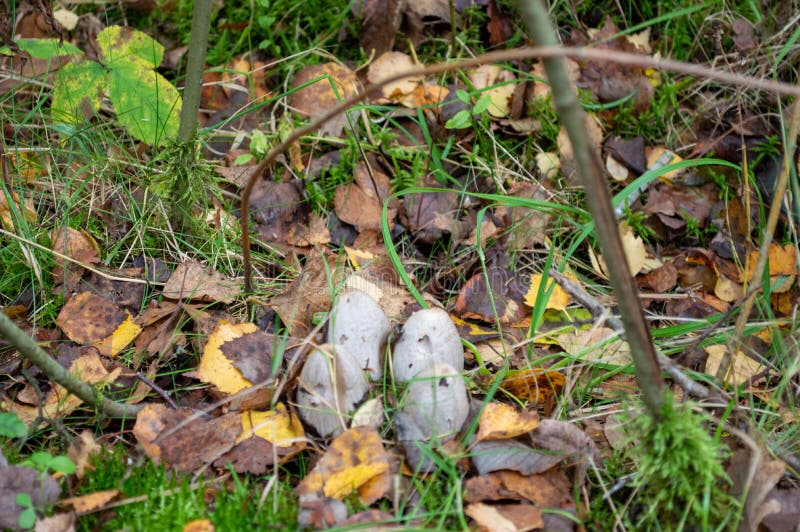 Four Grey Mushrooms Emerging from the Soil Stock Photo - Image of grey ...