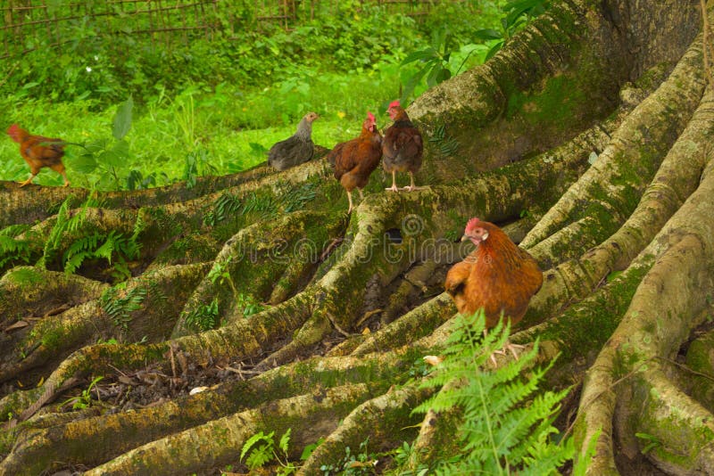 3,038 Hen Tree Photos - Free & Royalty-Free Stock Photos from Dreamstime