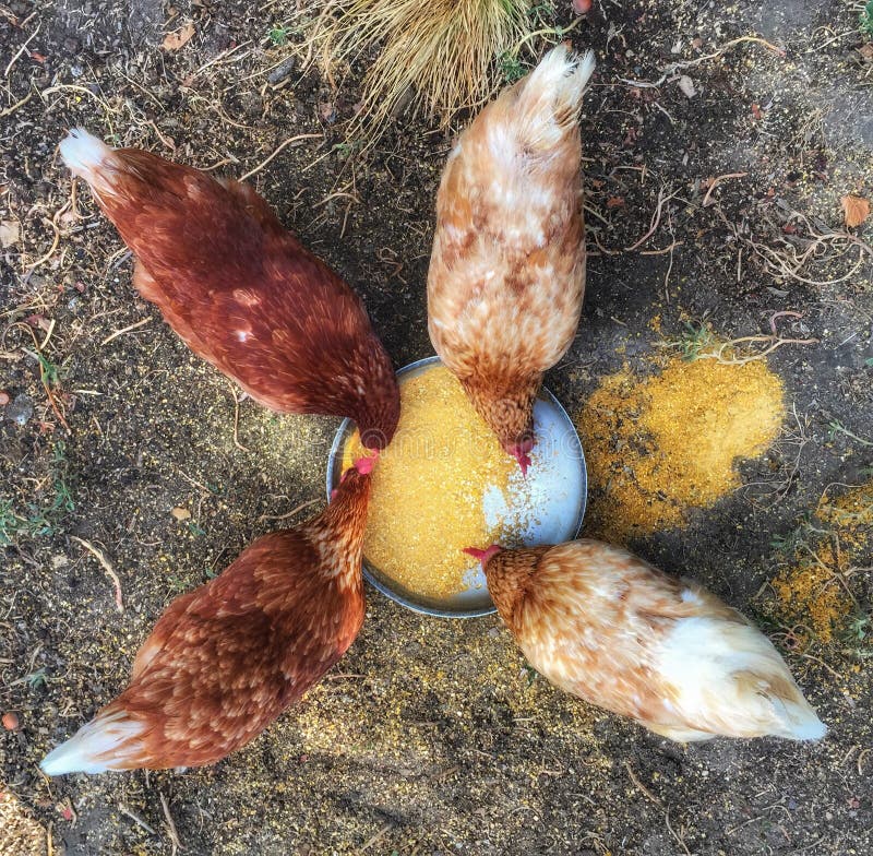 Four Hens Aerial View stock image. Image of layers, natural - 99102563