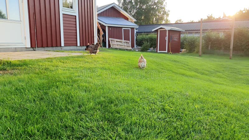 Four Hens Run and Pecking Green Grass in a Backyard Stock Video - Video ...