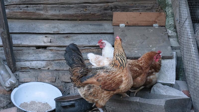 Hens Entering Chicken Coop in Slow Motion Stock Video - Video of bird ...