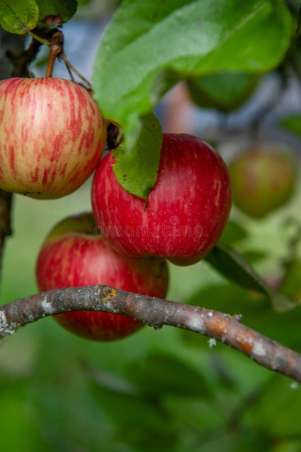 Four Honeycrisp Apples on the Tree with Leaves. Stock Photo - Image of ...