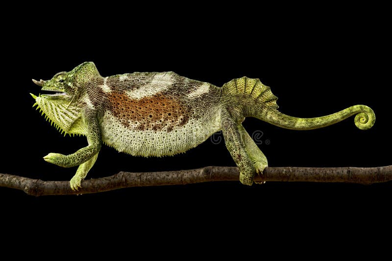 Angry Four-horned Chameleon (Trioceros Quadricornis) Male Stock Image ...