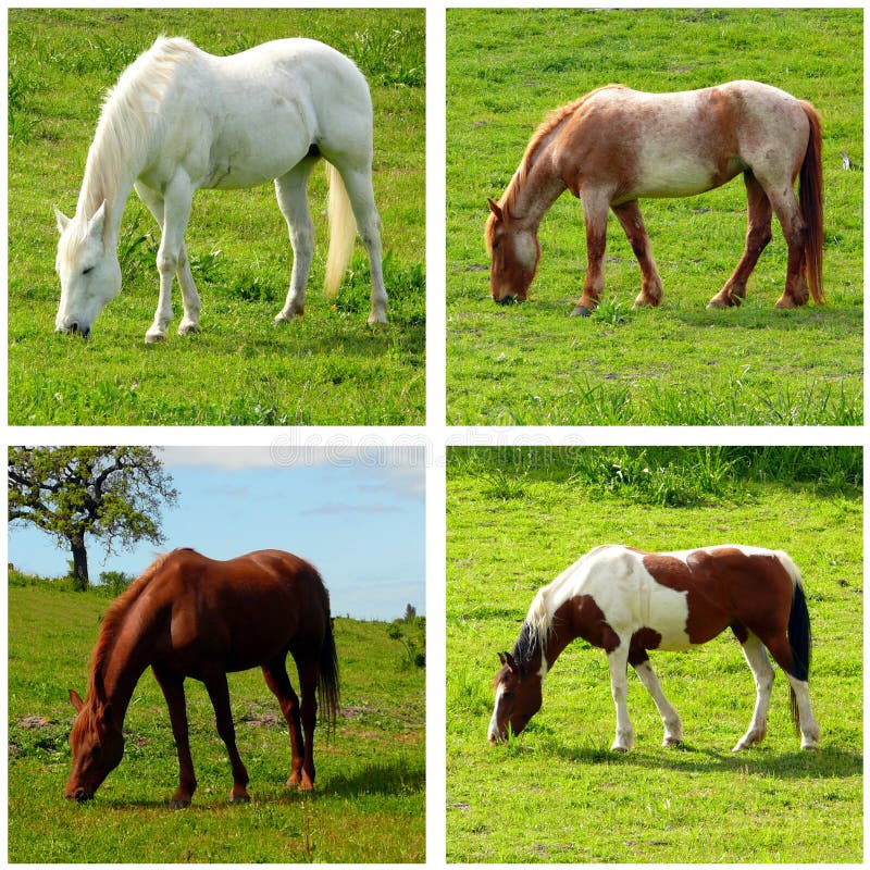 Four horses stock photo. Image of brown, green, spot - 13182254