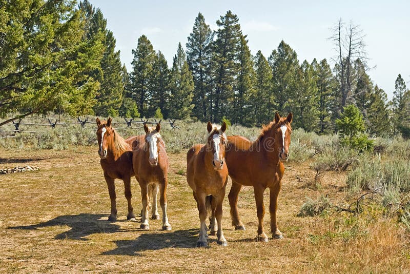 Four Horses stock photo. Image of animals, head, rural - 16055696