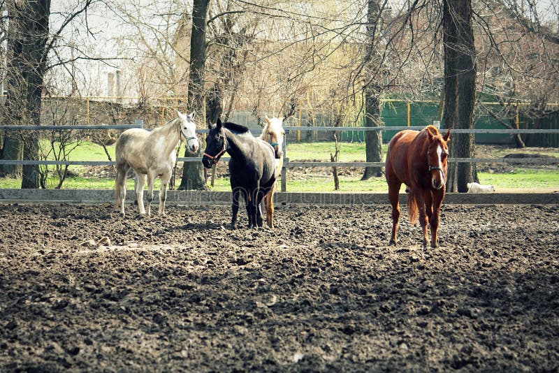 Four horses stock image. Image of horses, corral, trees - 30292433