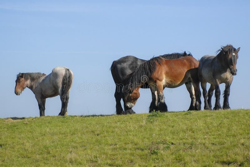 Four horses on a stock photo. Image of horses, adult - 289784286