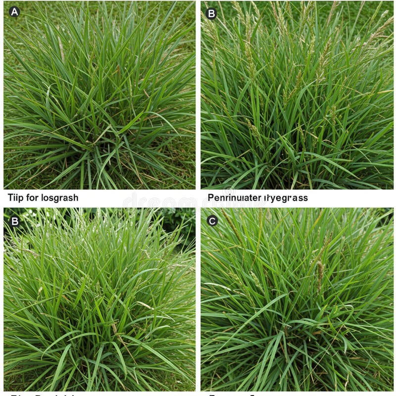 Four Images Display Different Types of Grass Labeled with Varying Names ...