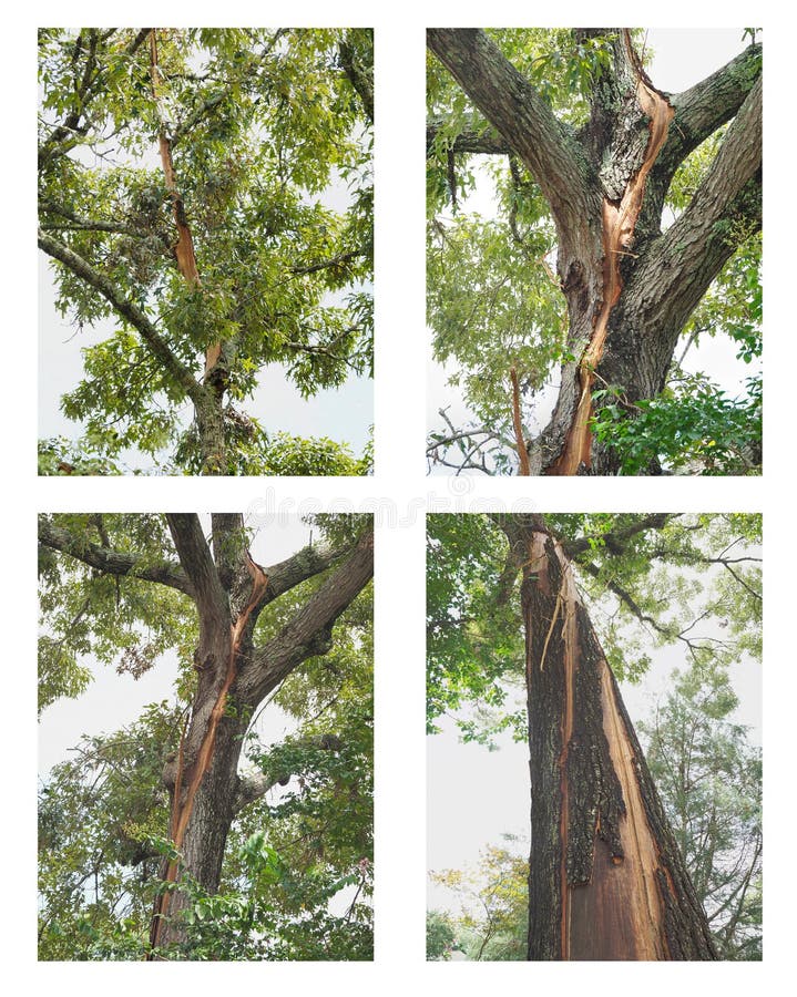 Four Images Showing the Devastating Twisted Path of a Lightning Strike ...