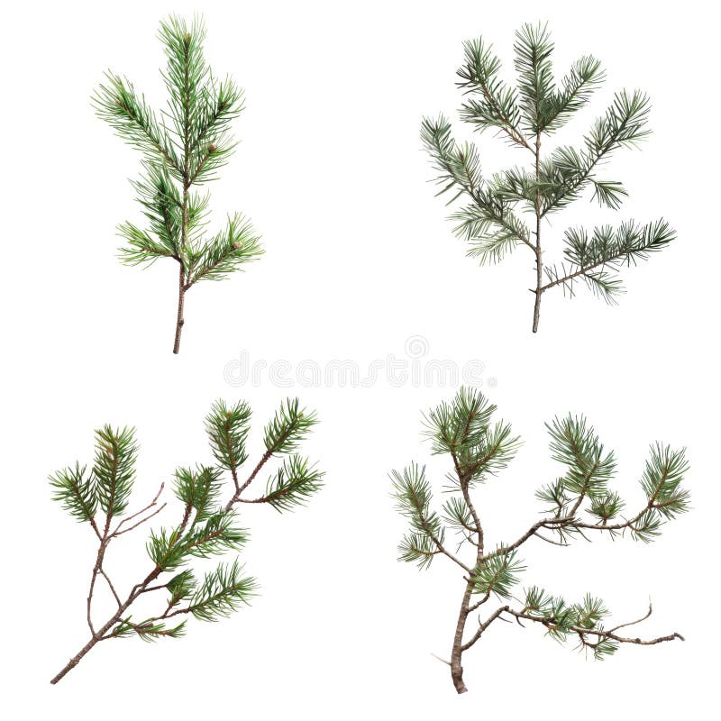 Four Isolated Pine Tree Branches with Green Needles Stock Photo ...