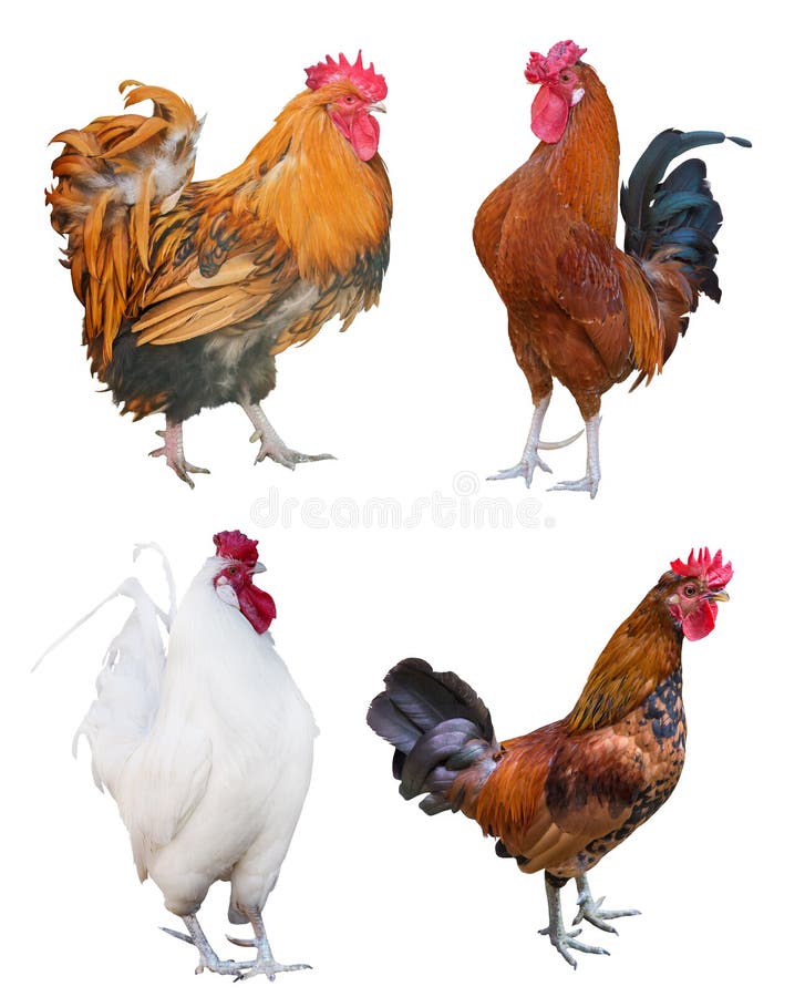 Roosters Collection White Stock Photos - Free & Royalty-Free Stock ...
