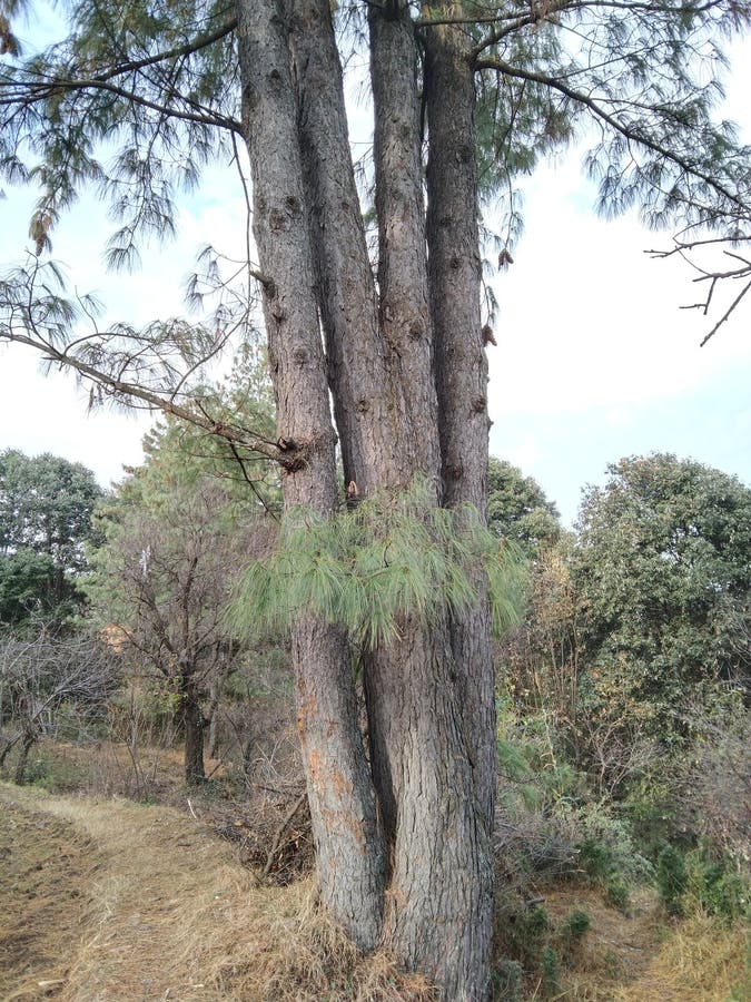Four joined conifer trees. stock photo. Image of conifer - 204351740