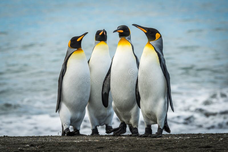 Four King Penguins Together on Sandy Beach Stock Image - Image of south ...
